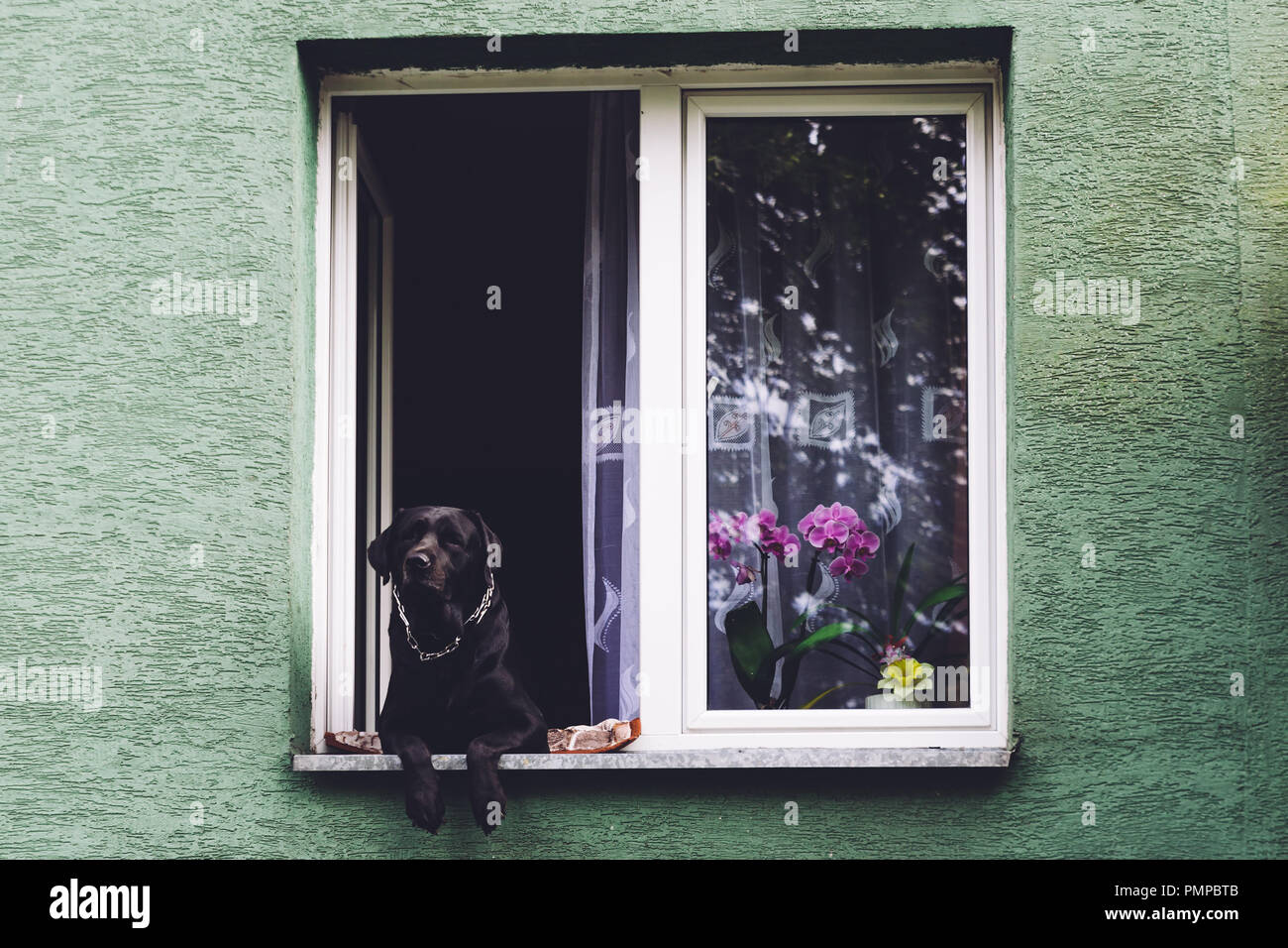 Dog looking out the window of an appartment building Stock Photo - Alamy