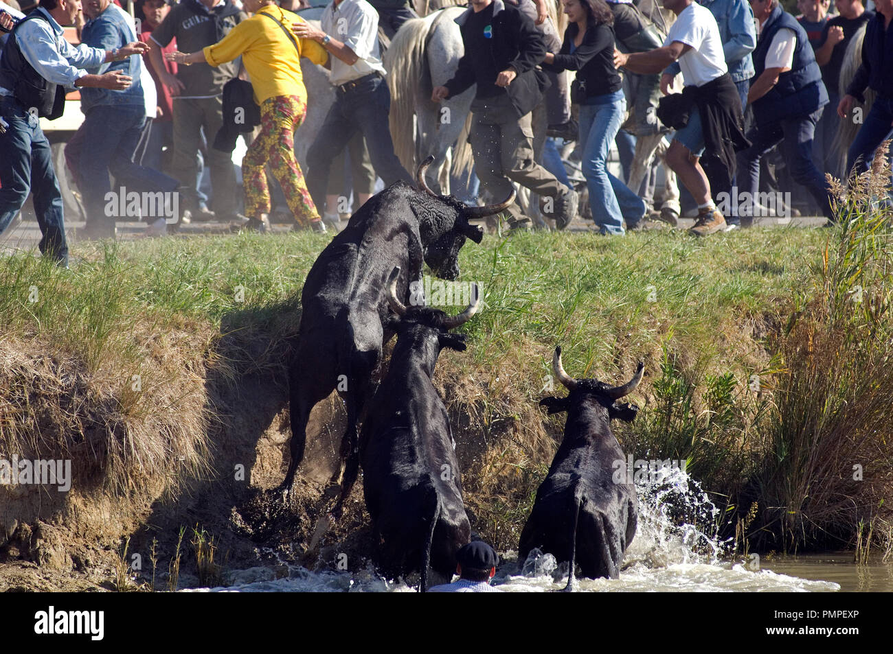 Camargue Cattle (Bos taurus), Bull, Coming out of the water, France ...