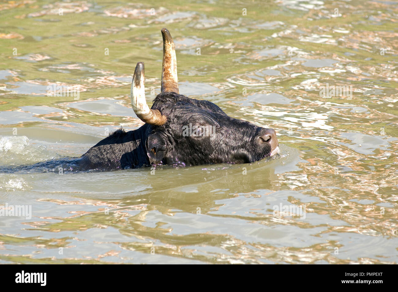 Bull swimming hi-res stock photography and images - Alamy