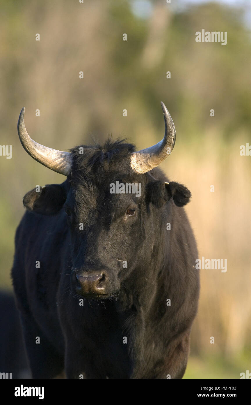 Camargue Cattle (Bos taurus), Bull, France Stock Photo - Alamy
