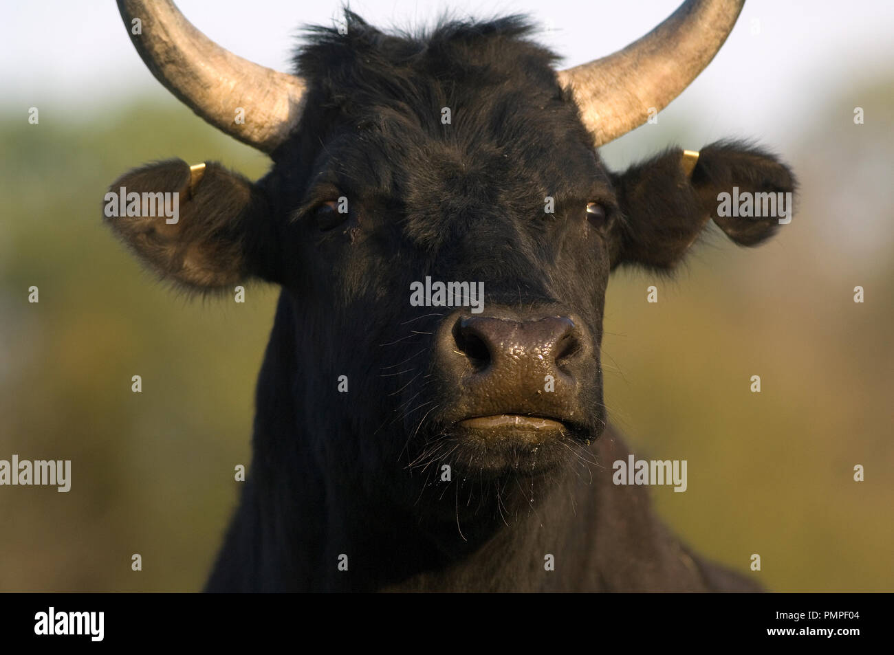 Camargue Cattle (Bos taurus), Bull, France Stock Photo - Alamy