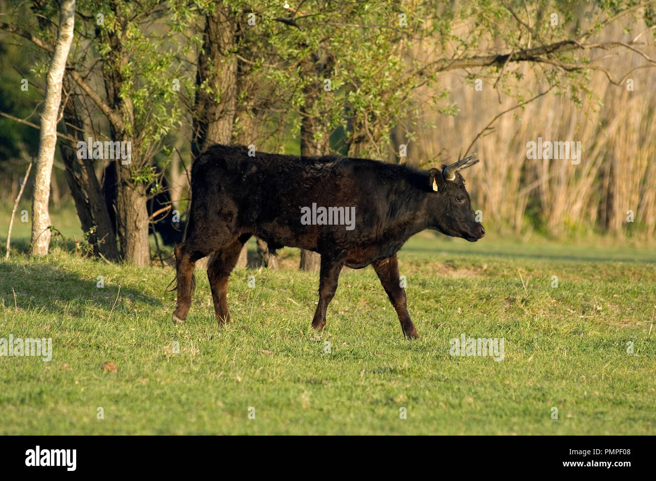 Camargue Cattle (Bos taurus), Bull, France Stock Photo - Alamy