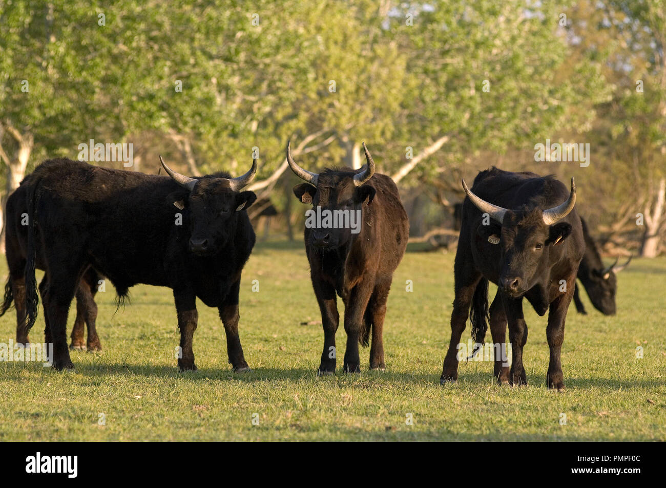 Camargue Cattle (Bos taurus), Bull, France Stock Photo - Alamy