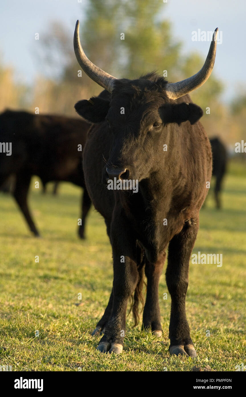 Camargue Cattle (Bos taurus), Bull, France Stock Photo - Alamy