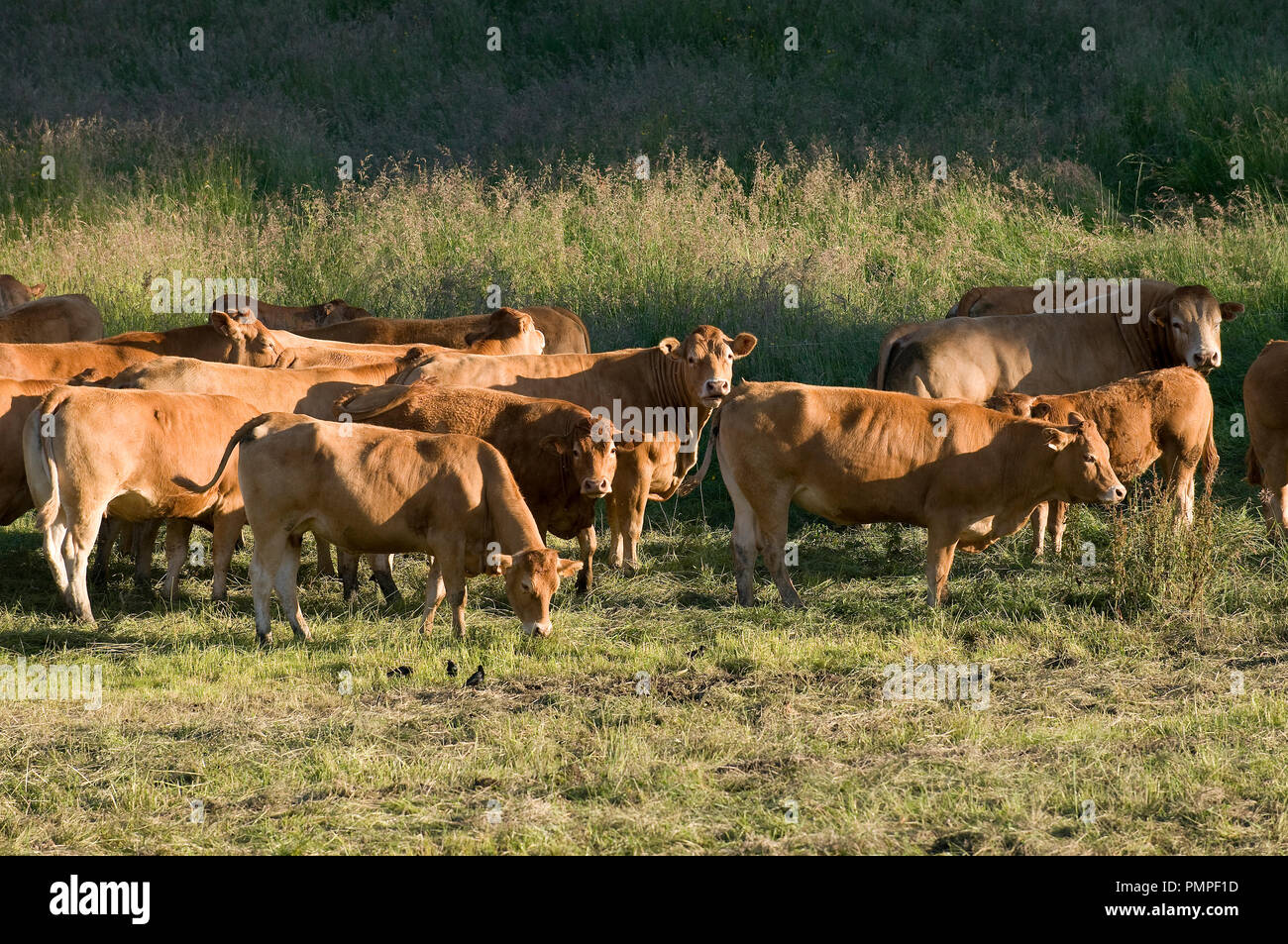 Limousine (Bos taurus), Cow, Cattle Stock Photo - Alamy
