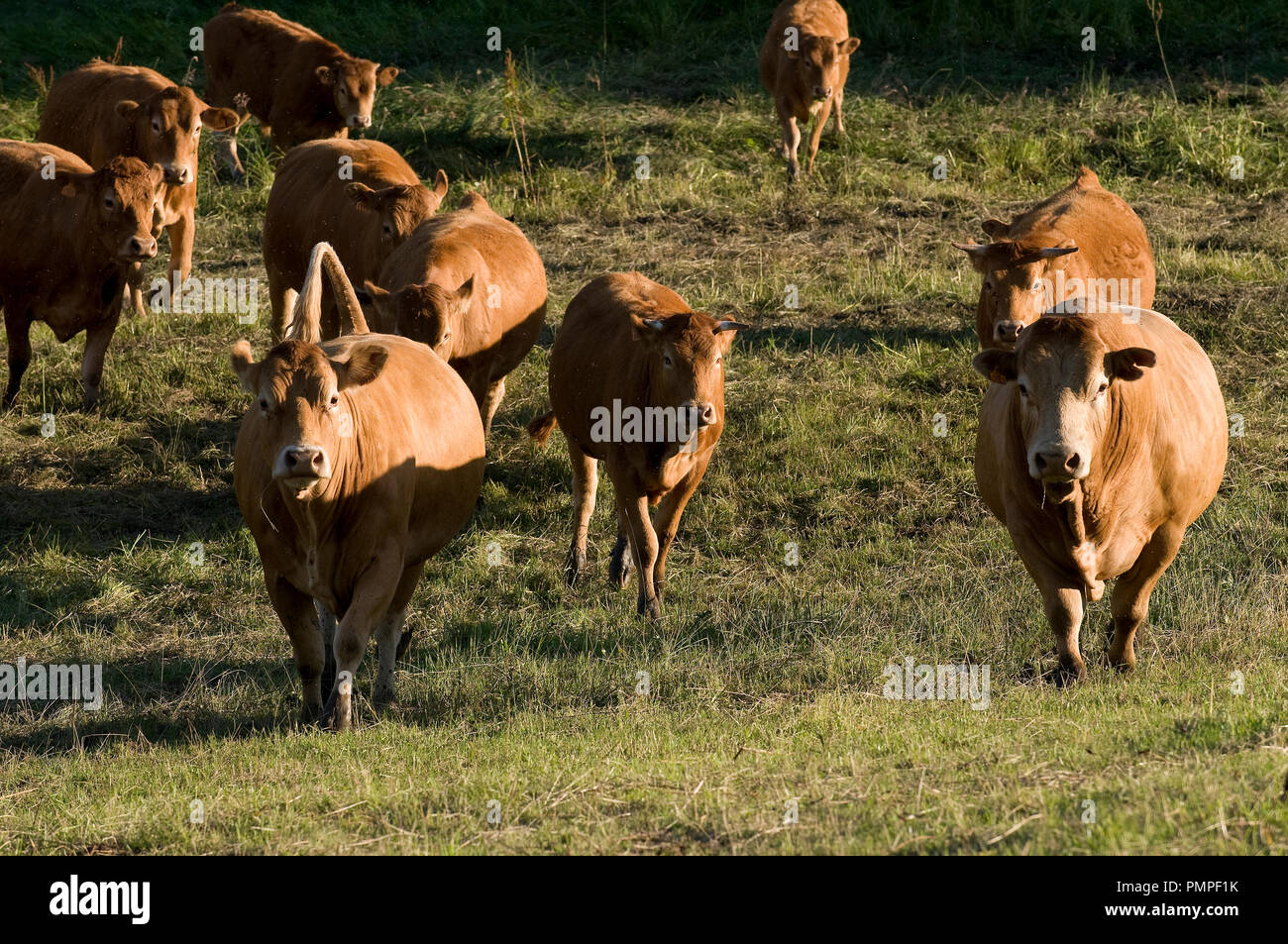 Limousine (Bos taurus), Cow, Cattle Stock Photo - Alamy