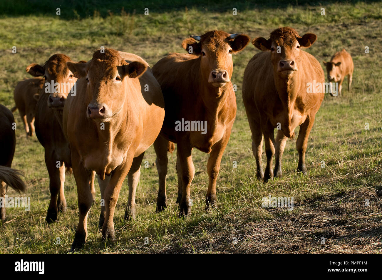 Limousine (Bos taurus), Cow, Cattle Stock Photo - Alamy