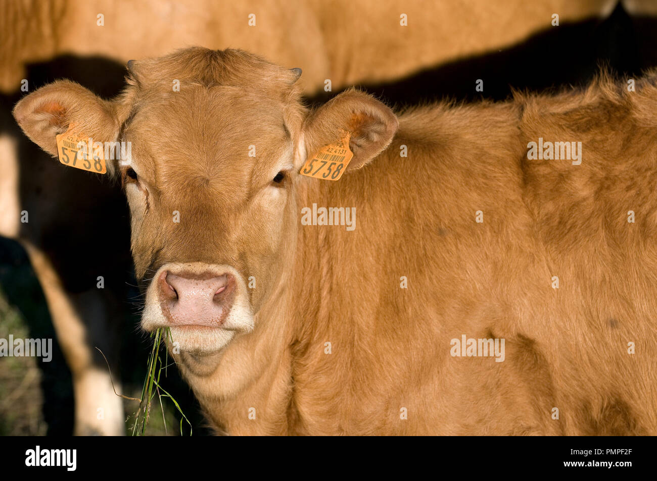 Limousine (Bos taurus), Cow, Cattle Stock Photo - Alamy