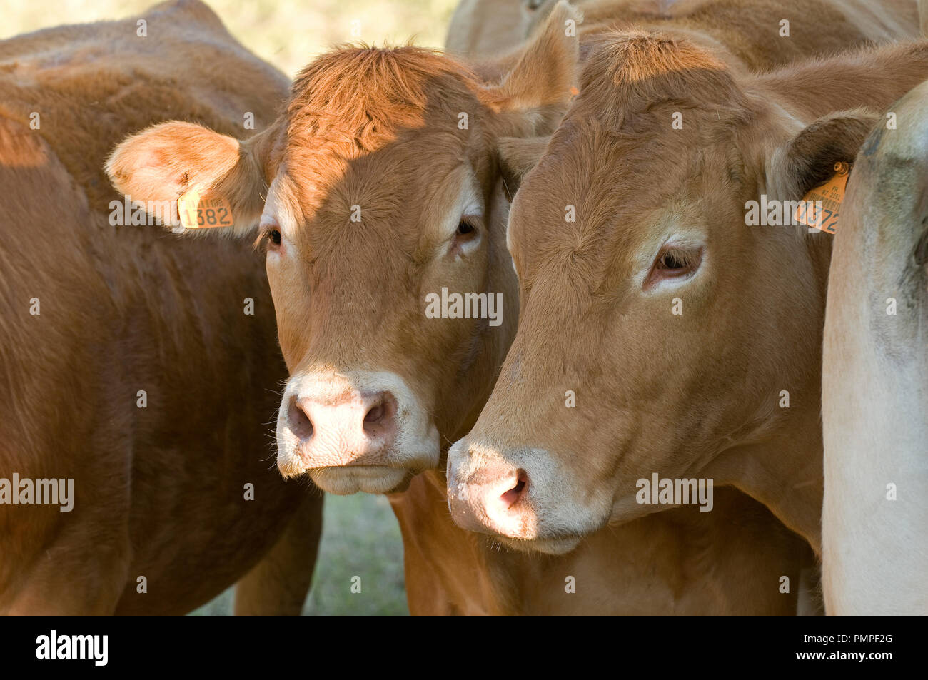 Limousine bos taurus hi-res stock photography and images - Alamy