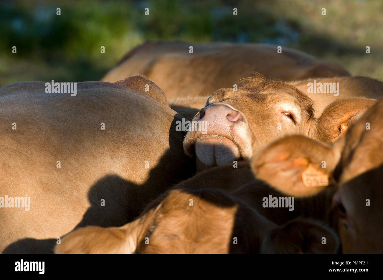Limousine (Bos taurus), Cow, Cattle Stock Photo - Alamy