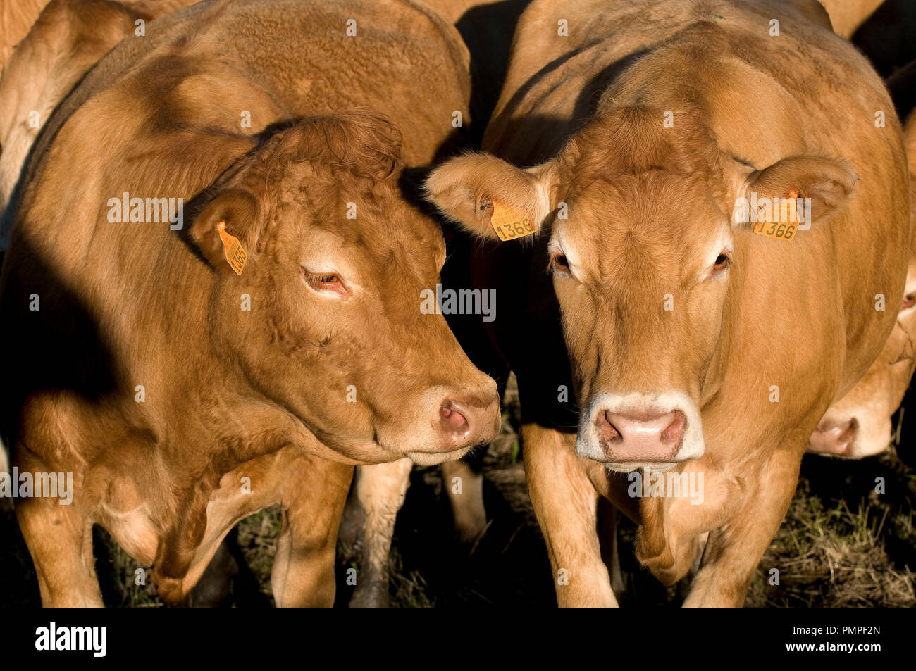 Bos taurus cow hi-res stock photography and images - Alamy