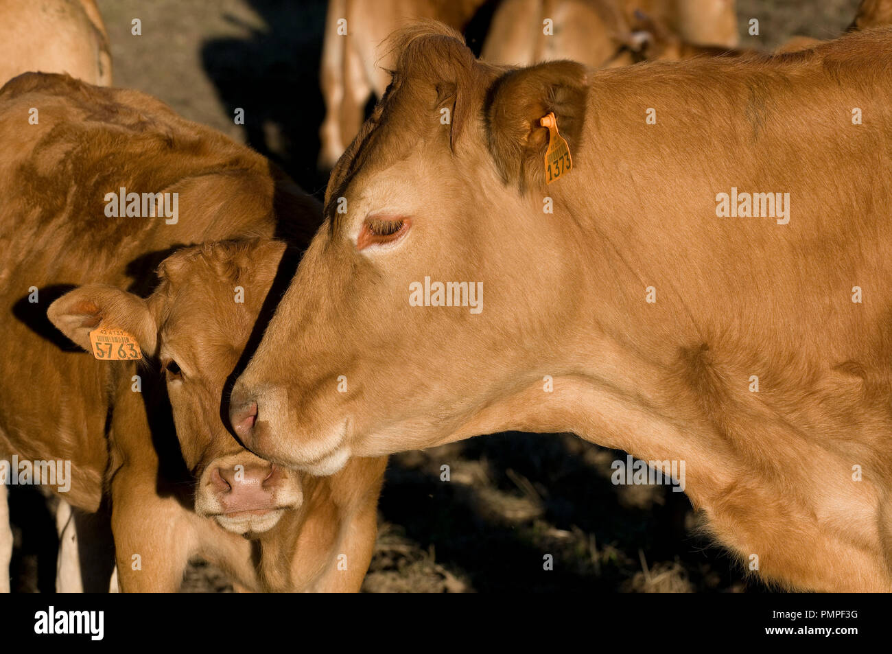 Limousine (Bos taurus), Cow, Cattle with calf Stock Photo - Alamy