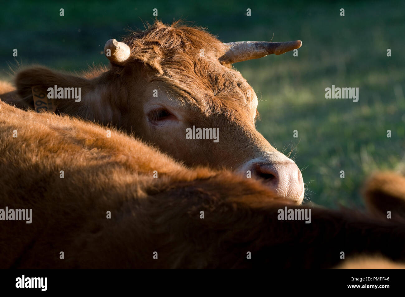 Bos taurus cow hi-res stock photography and images - Alamy