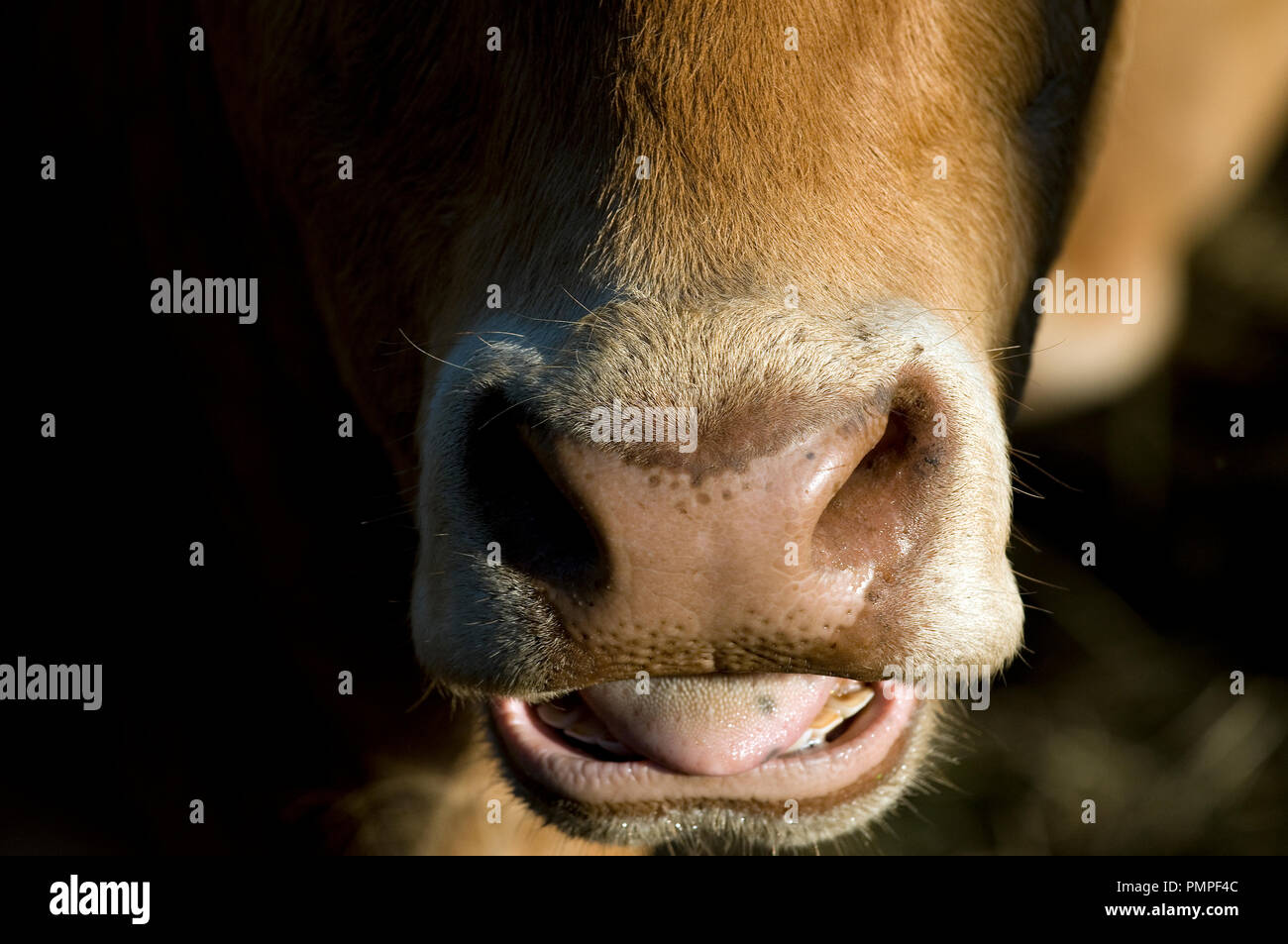 Limousine (Bos taurus), Cow, Cattle, snout, muzzle Stock Photo - Alamy