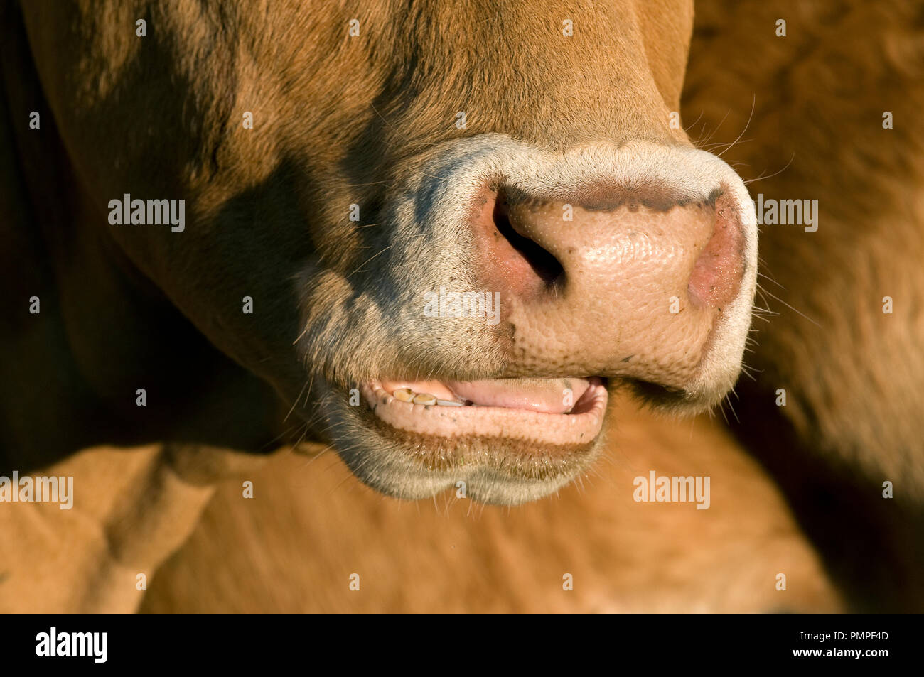 Limousine (Bos taurus), Cow, Cattle, snout Stock Photo - Alamy