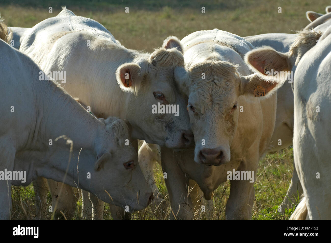 Charolais (Bos taurus) Bull and cow, cattle Stock Photo - Alamy