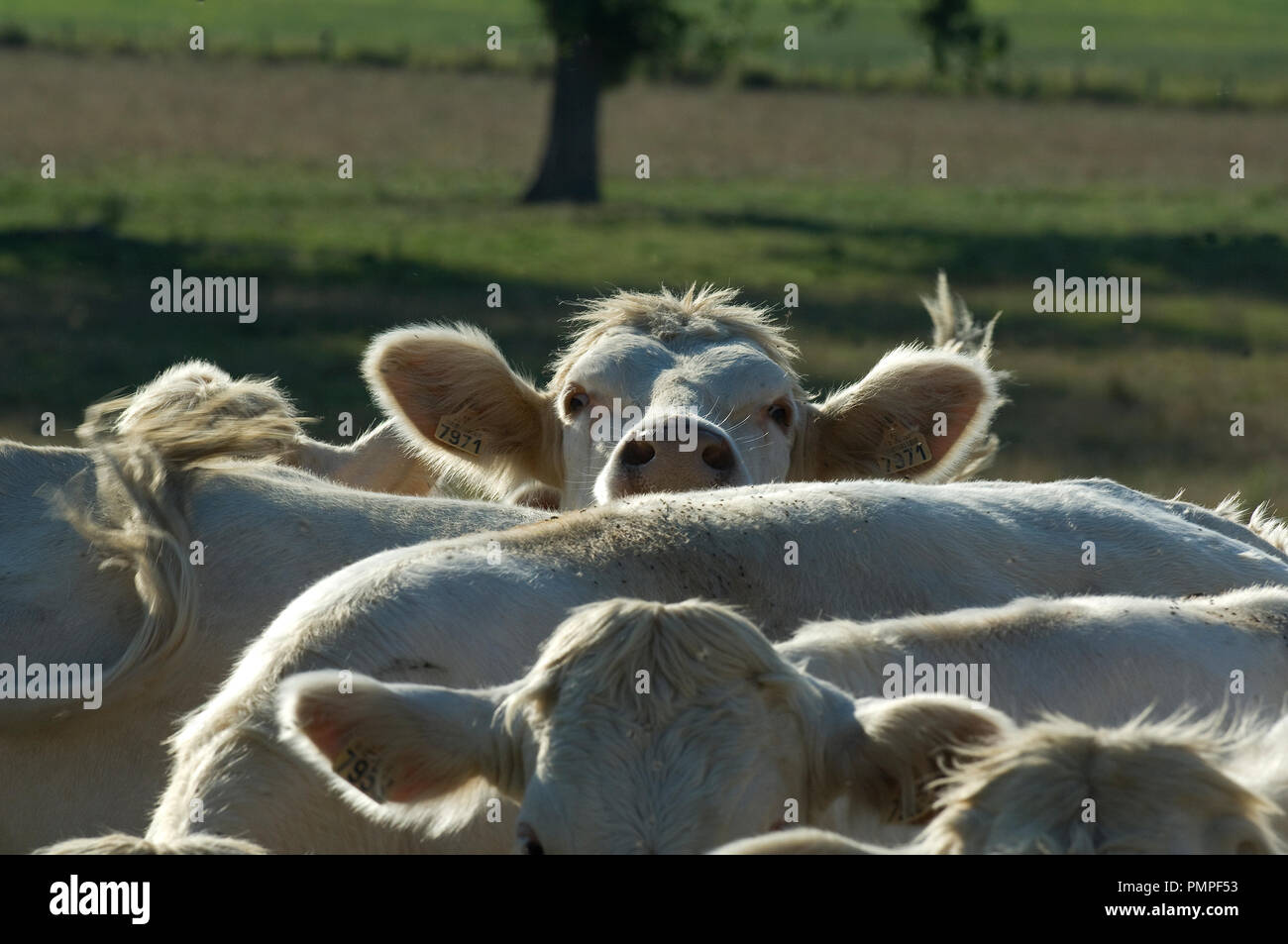 Charolais (Bos taurus) Cattle, Cow Stock Photo - Alamy