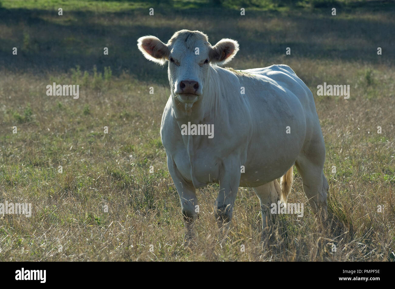 Charolais (Bos taurus) Cattle, Cow Stock Photo - Alamy