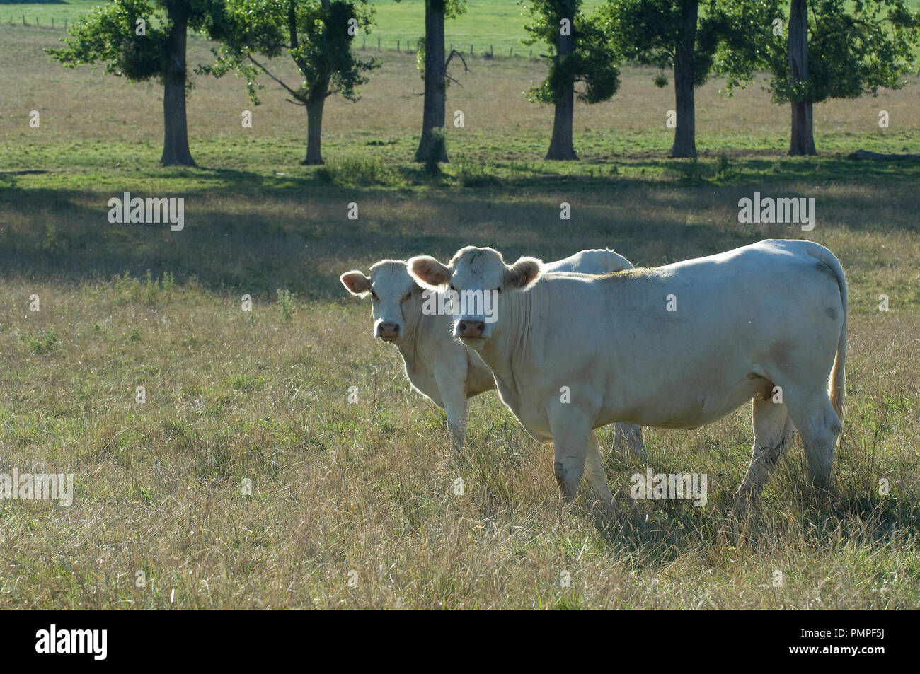 Taurus cattle hi-res stock photography and images - Alamy