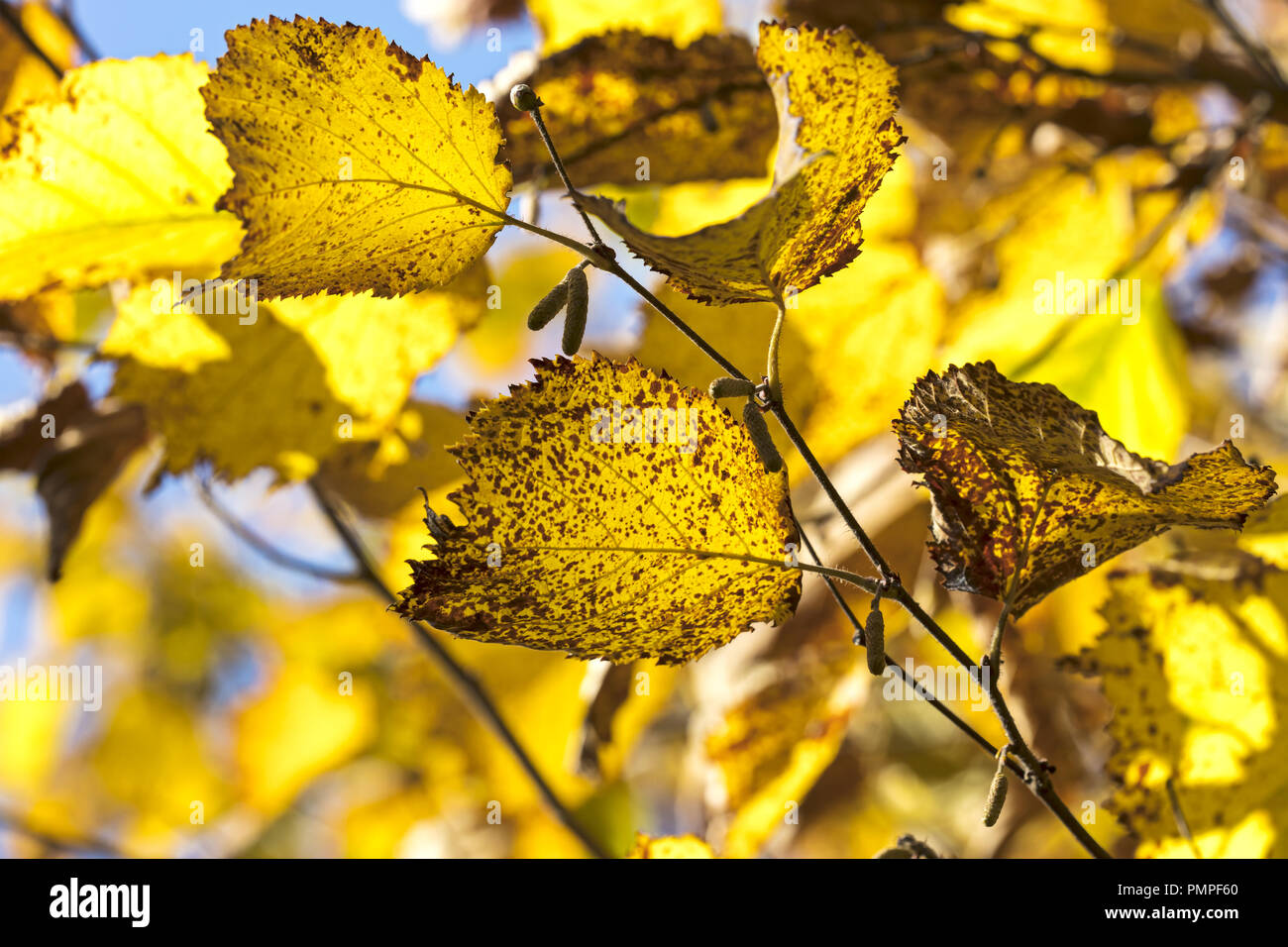 tree branch with yellow withered beech leaves on blurred autumn trees background Stock Photo - Alamy