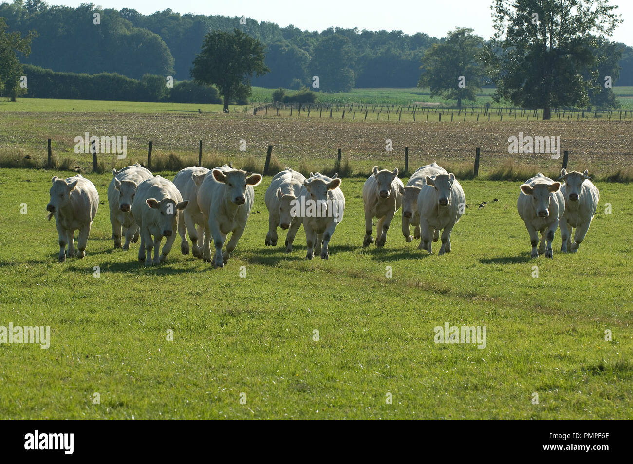 Charolais (Bos taurus) Cattle, Cow Stock Photo - Alamy
