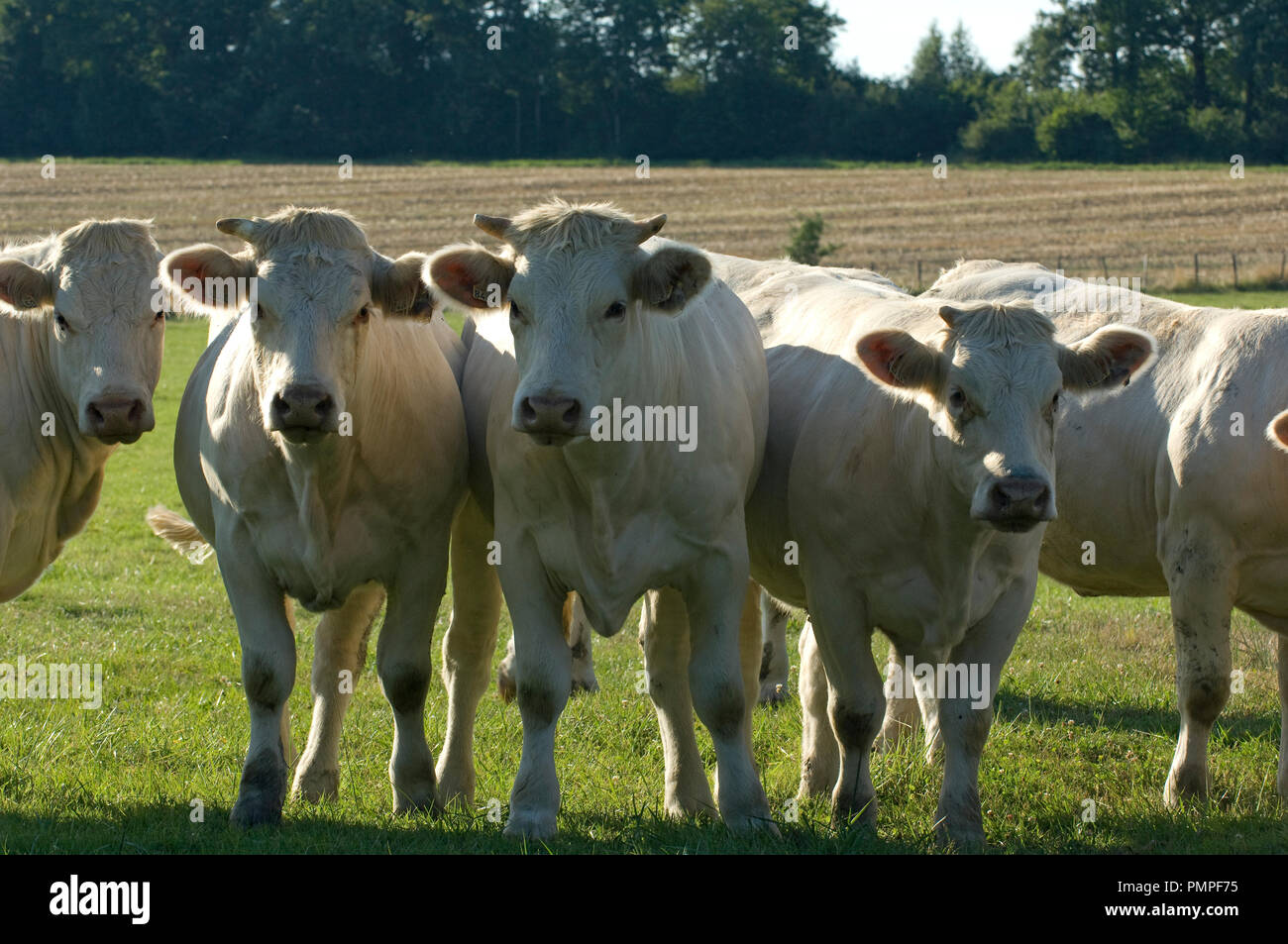 Charolais (Bos taurus) Cattle, Cow Stock Photo - Alamy