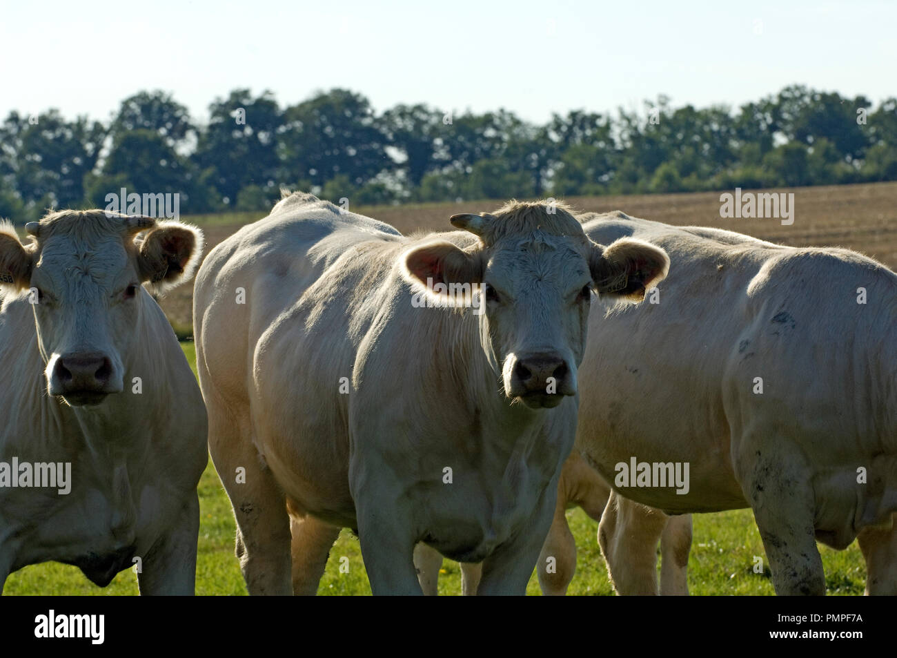 Taurus cattle hi-res stock photography and images - Alamy