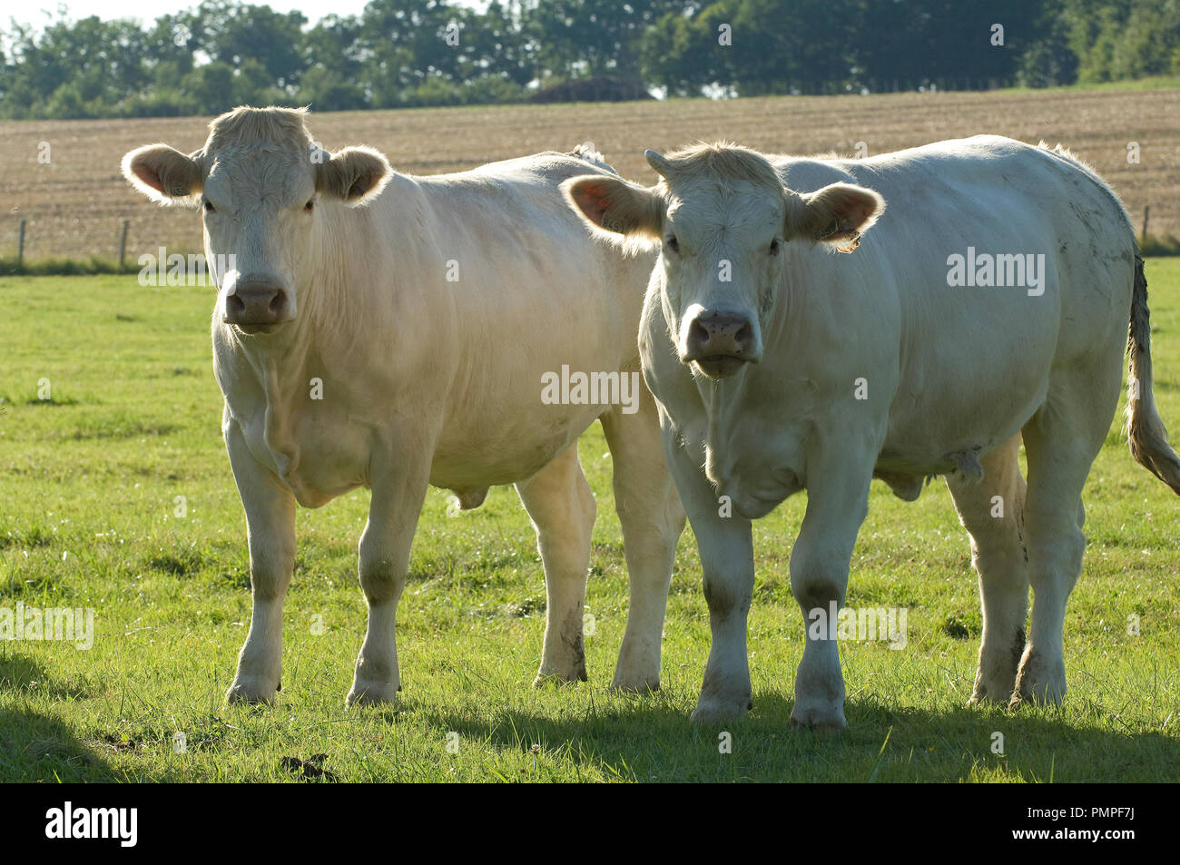 Charolais (Bos taurus) Cattle, Cow Stock Photo - Alamy