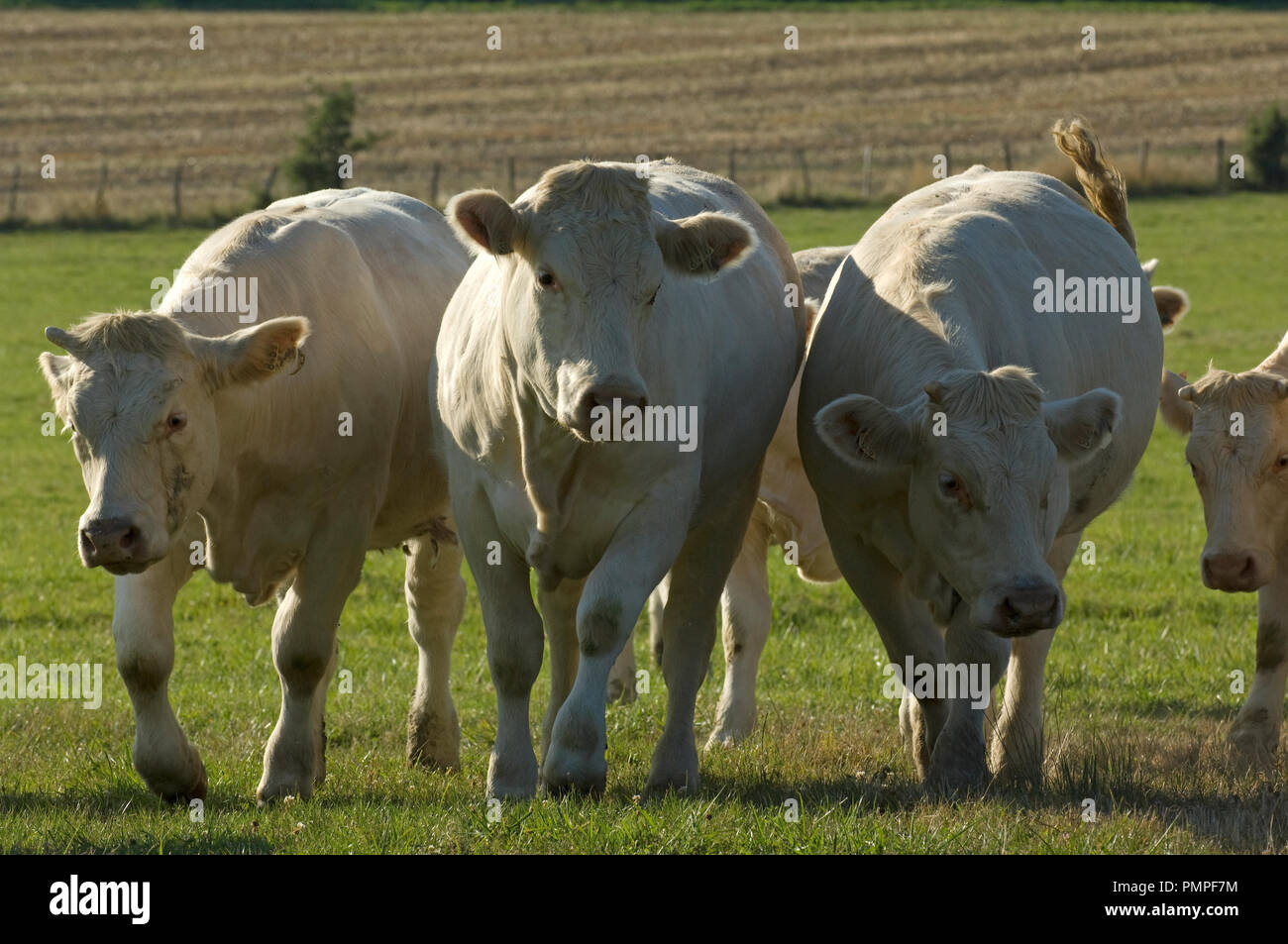 Taurus cattle hi-res stock photography and images - Alamy
