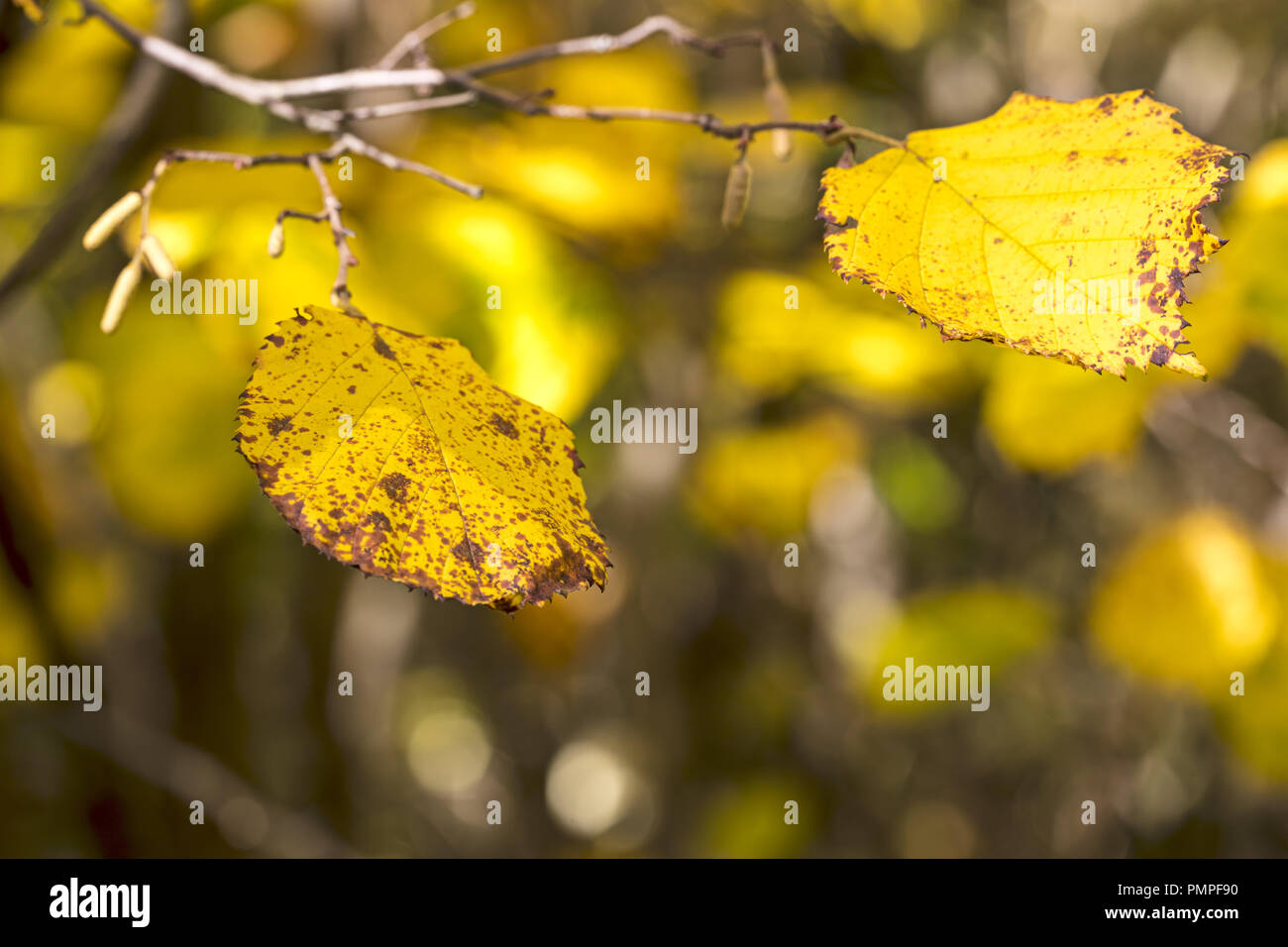 Yellow birch hi-res stock photography and images - Alamy