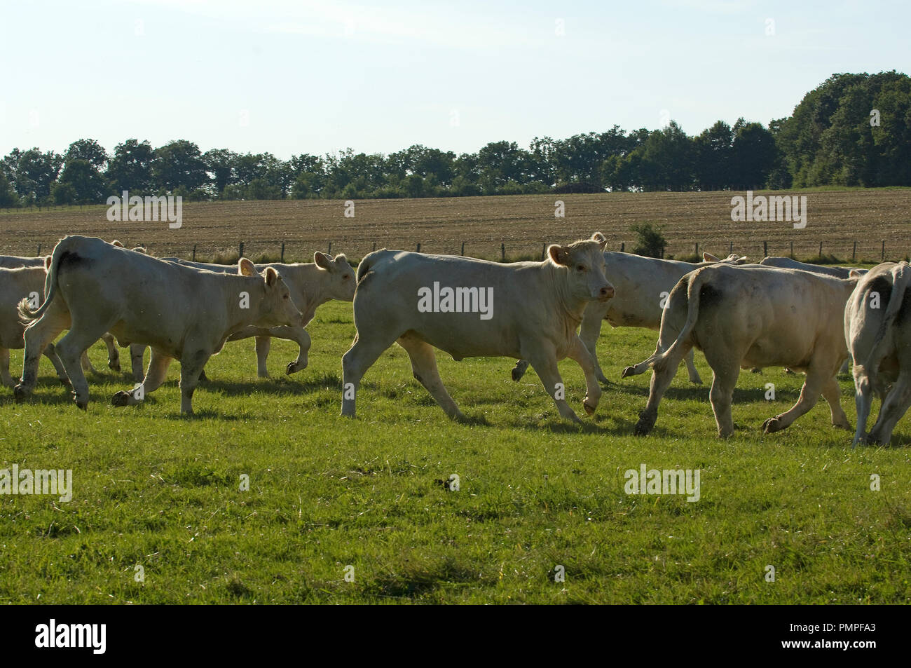 Charolais (Bos taurus) Cattle, Cow Stock Photo - Alamy