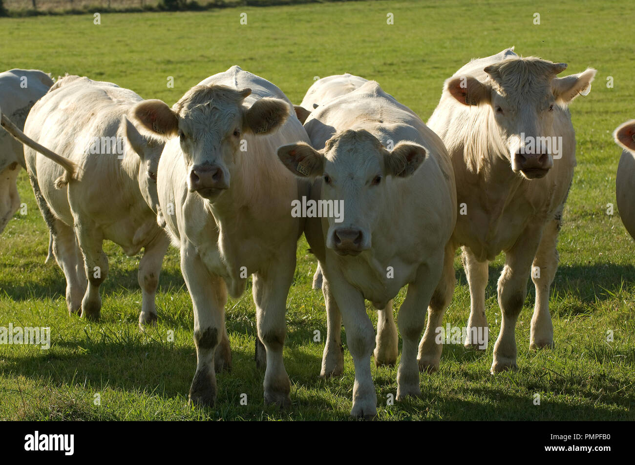 Charolais (Bos taurus) Cattle, Cow Stock Photo - Alamy