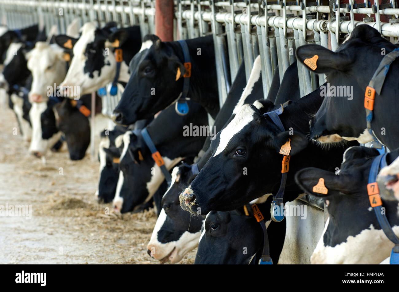 Primholstein cattle hi-res stock photography and images - Alamy