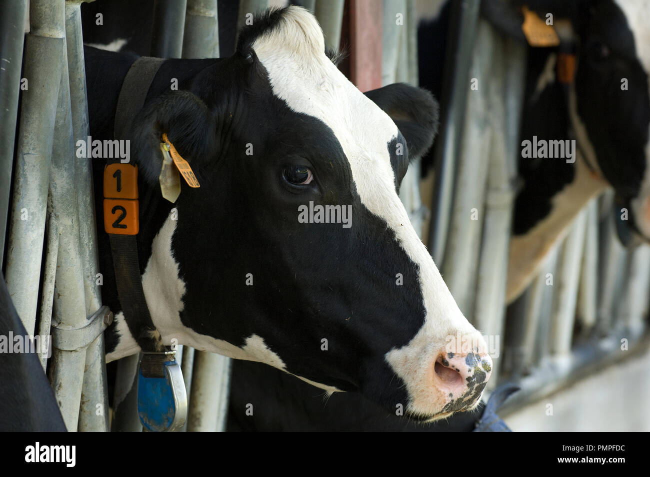Prim'holstein Cattle (Bos taurus) Portrait, France Stock Photo - Alamy