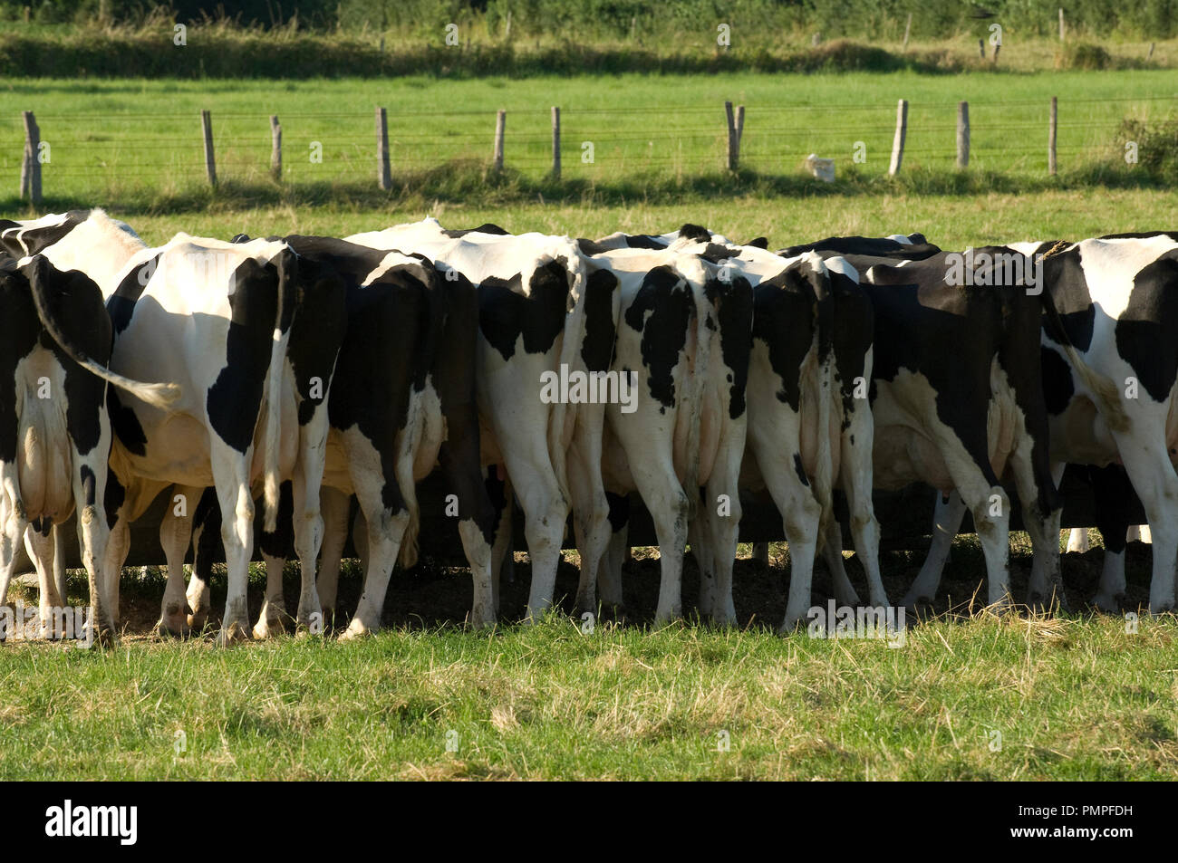 Prim'holstein Cattle (Bos taurus) France Stock Photo - Alamy