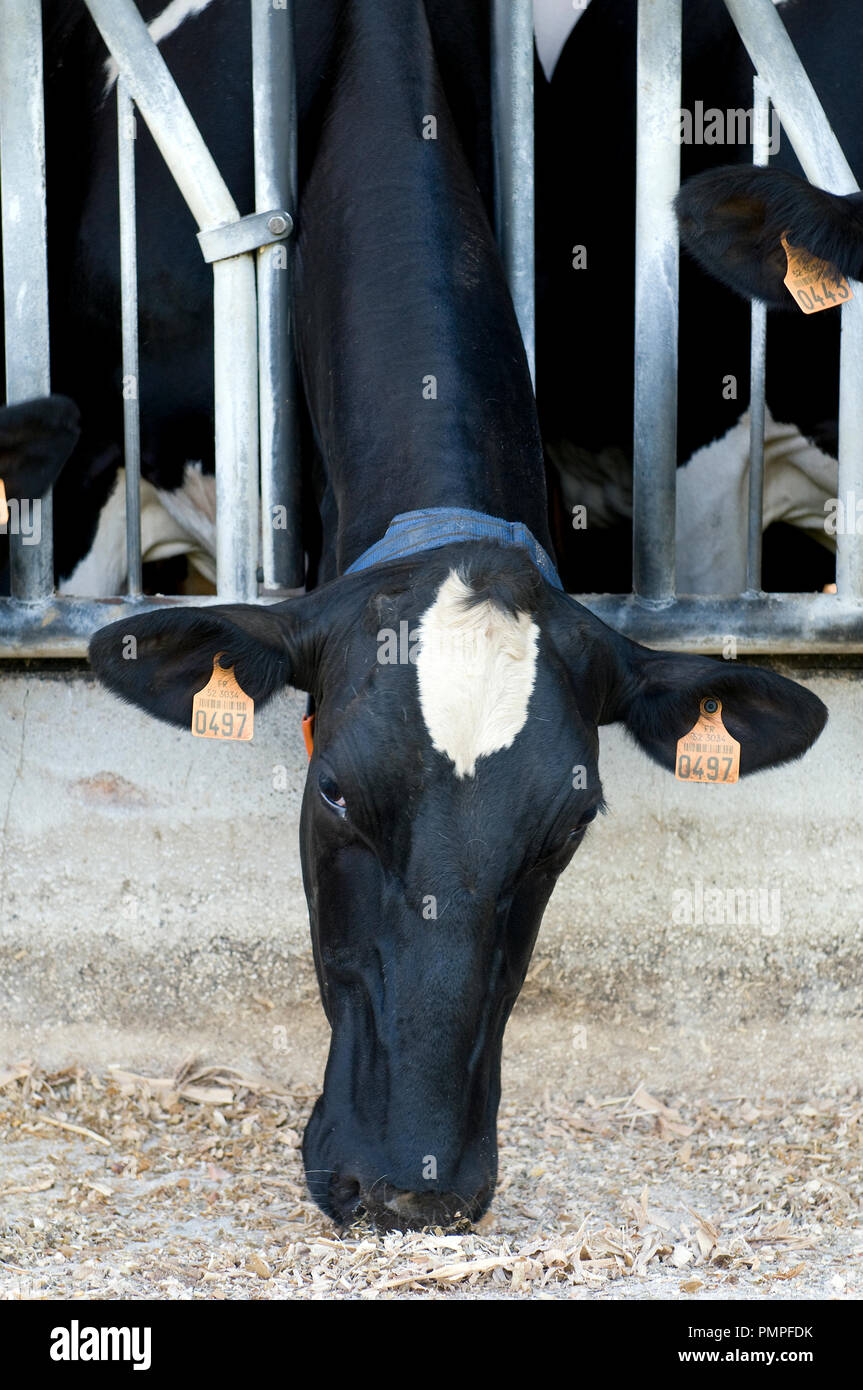 Primholstein cattle hi-res stock photography and images - Alamy