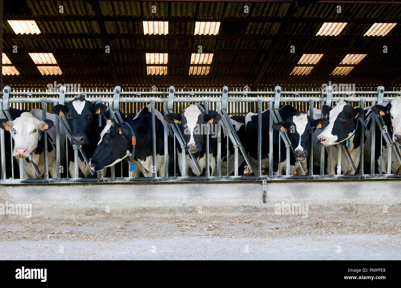 Prim'holstein Cattle (Bos taurus) Portrait, France Stock Photo - Alamy