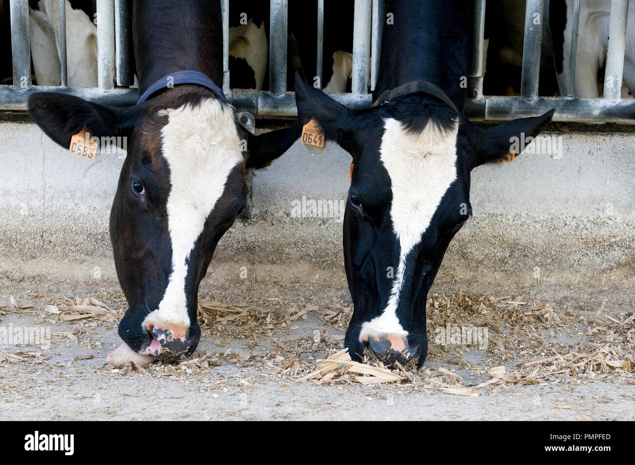 Prim'holstein Cattle (Bos taurus) Portrait, France Stock Photo - Alamy