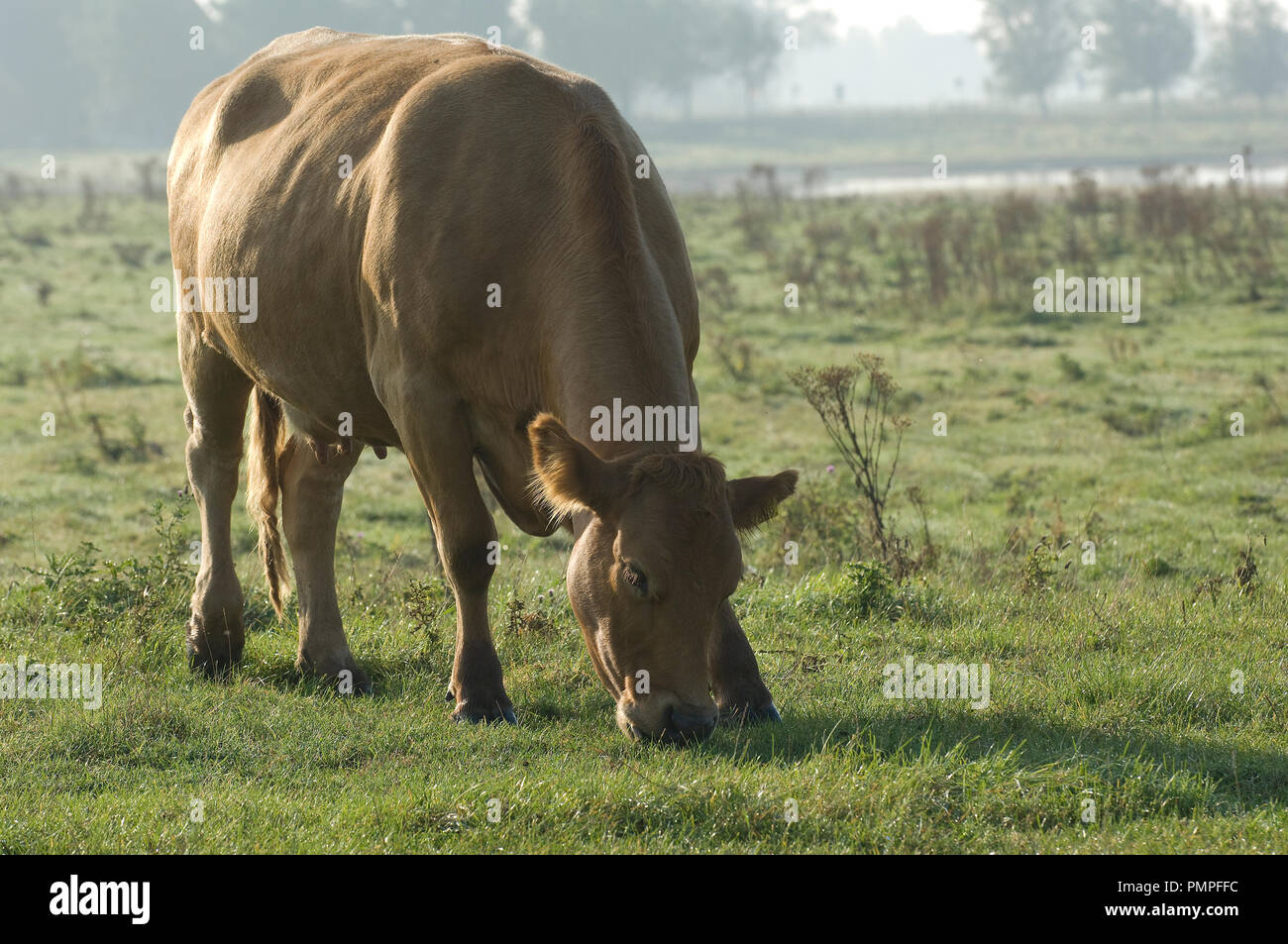 Limousine bos taurus hi-res stock photography and images - Alamy