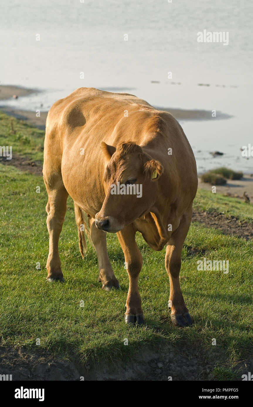 Limousine (Bos taurus) Cattle, Cow Stock Photo - Alamy