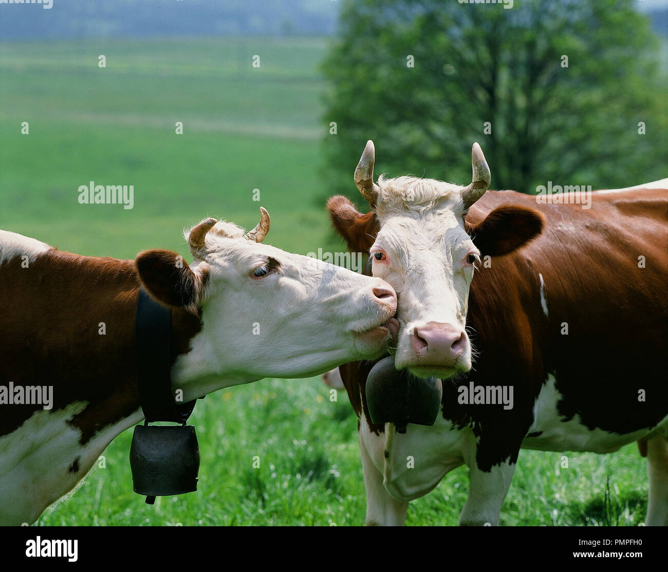 Abondance cattle hi-res stock photography and images - Alamy