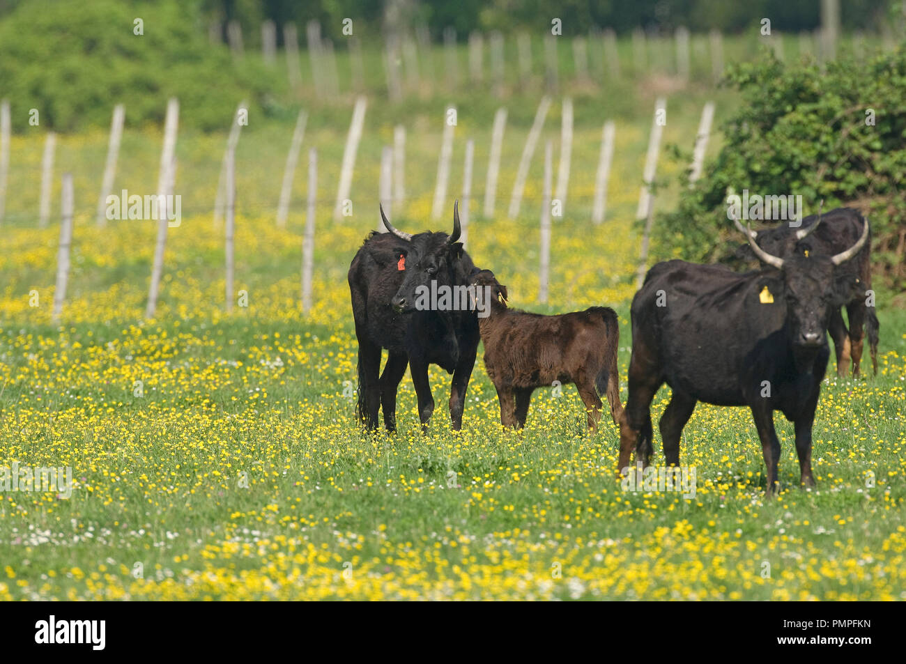 Camargue cattle and calf (Bos taurus), France // Vache Camargue et veau ...