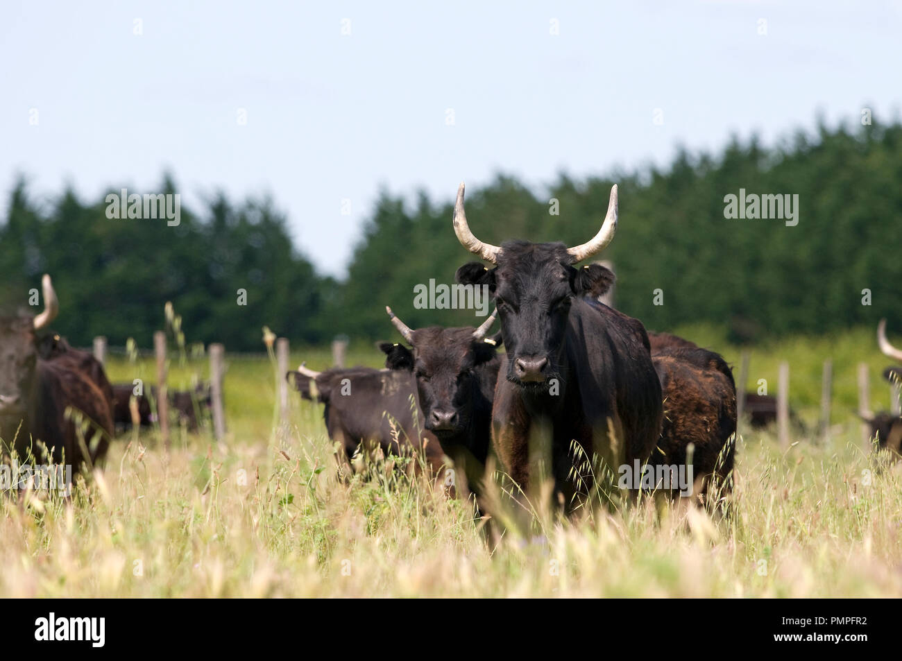 Camargue cattle (Bos taurus), France // Vache Camargue Stock Photo - Alamy