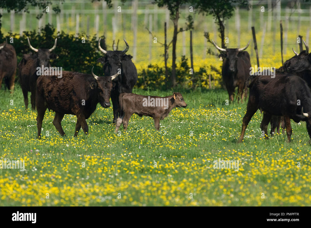 Camargue cattle, Calf (Bos taurus), France // Vache Camargue Stock ...