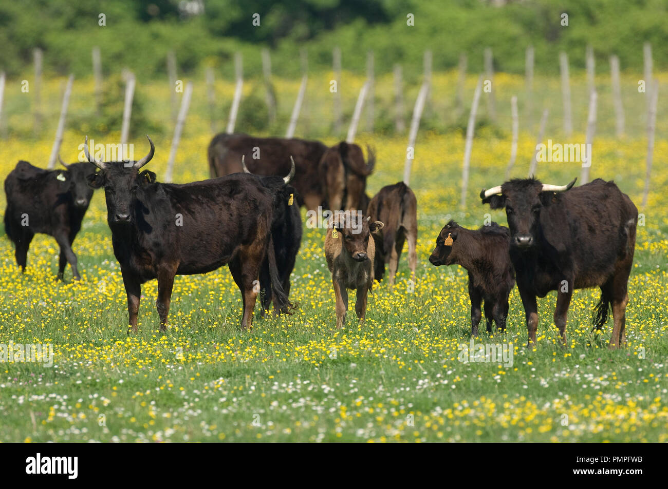 Camargue cattle with calves (Bos taurus), France // Vache Camargue ...