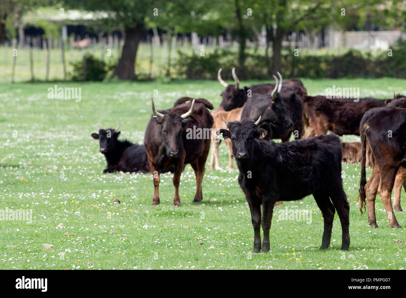 Camargue cattle (Bos taurus), Portrait, France Vache Camargue Stock ...