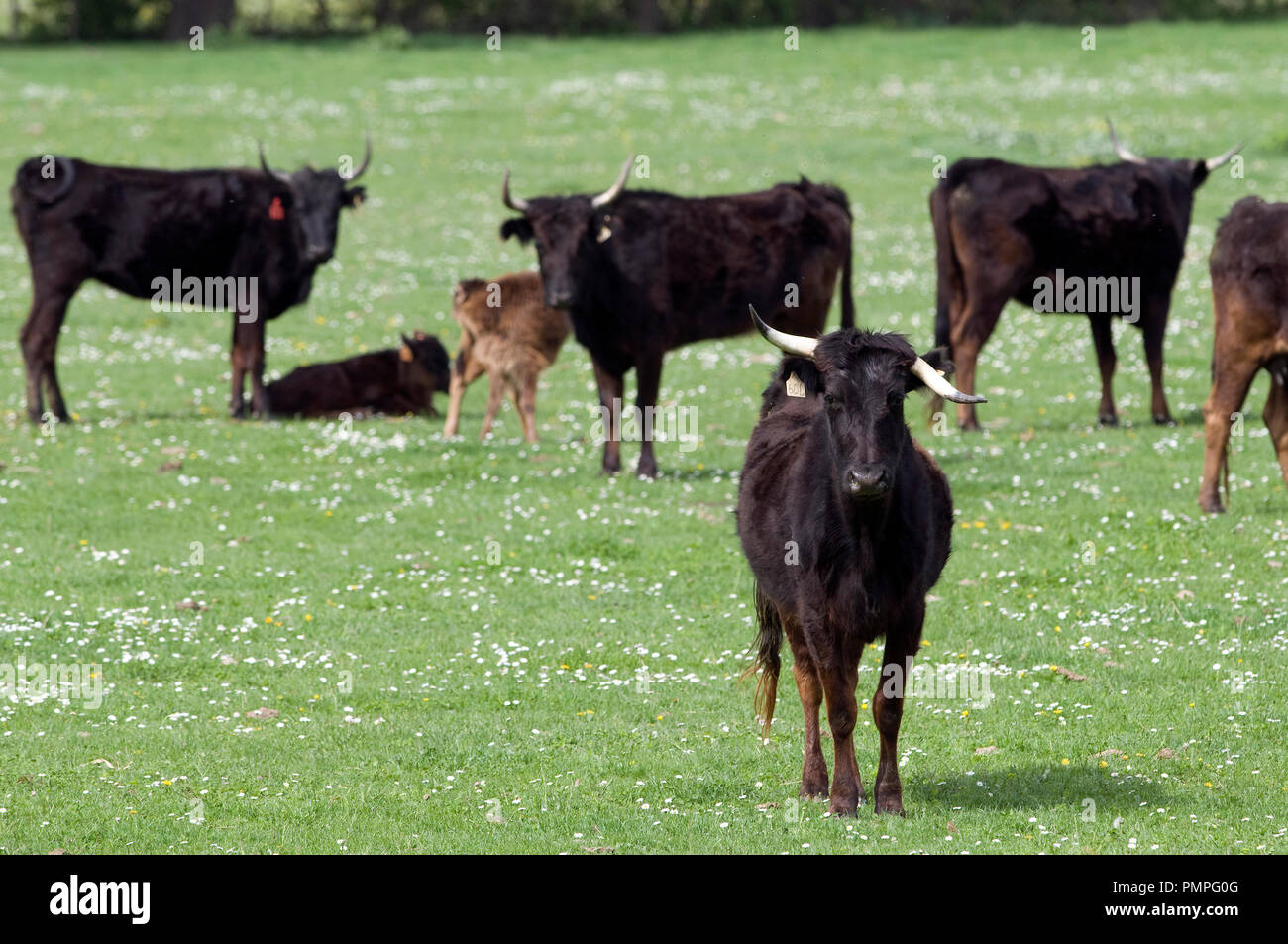 Camargue cattle (Bos taurus), France // Vache Camargue Stock Photo - Alamy