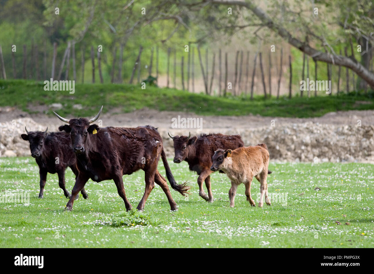 Camargue cattle with calf (Bos taurus), Running, France // Vache ...