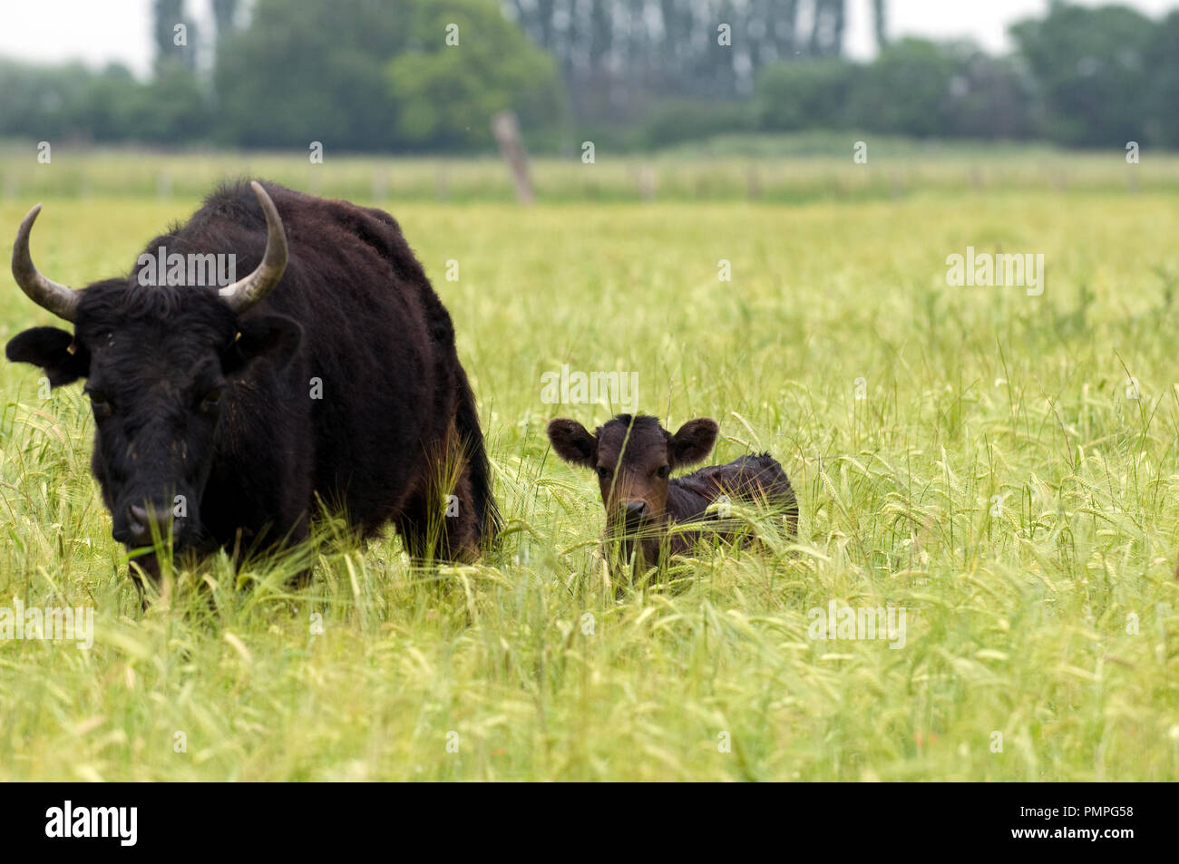 Camargue cattle, Calf (Bos taurus), France Vache Camargue, Veau Stock ...
