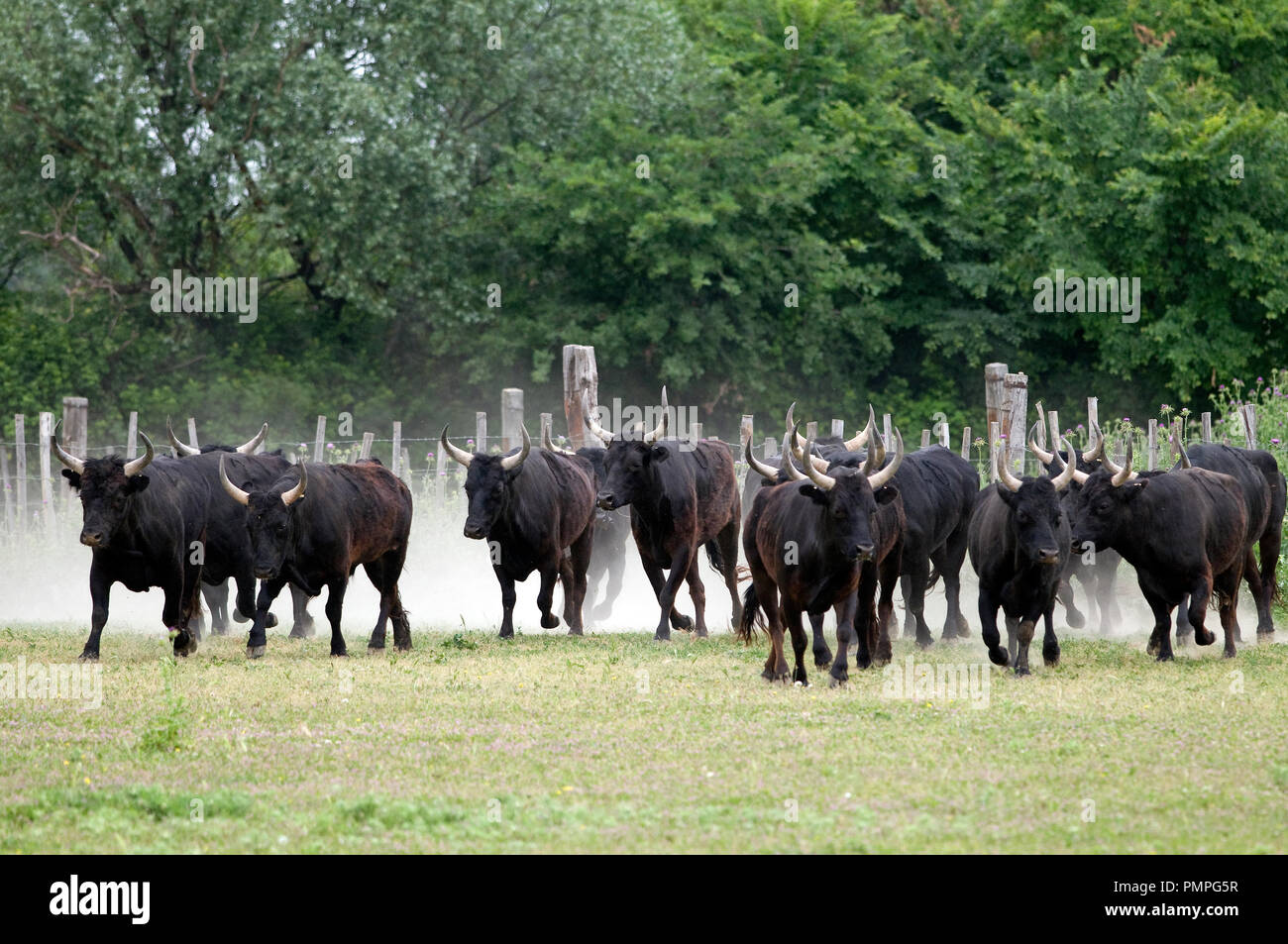 Running with the bulls france hi-res stock photography and images - Alamy